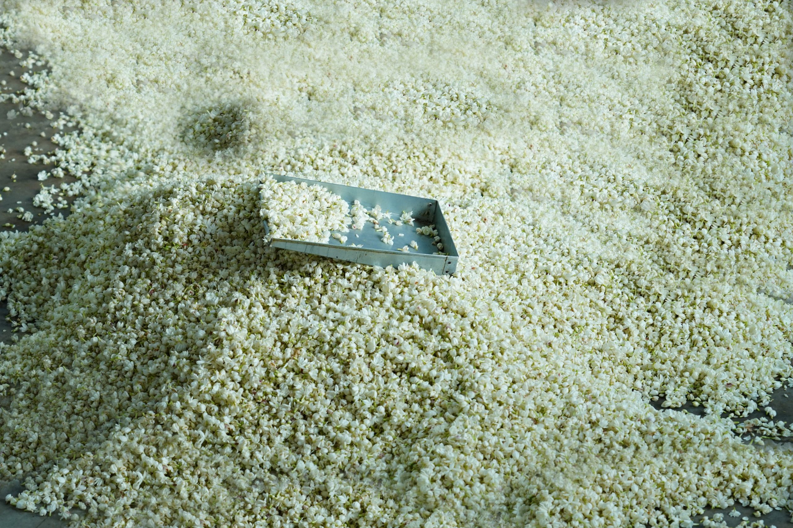 Gallery – Madurai Malli Fragrances