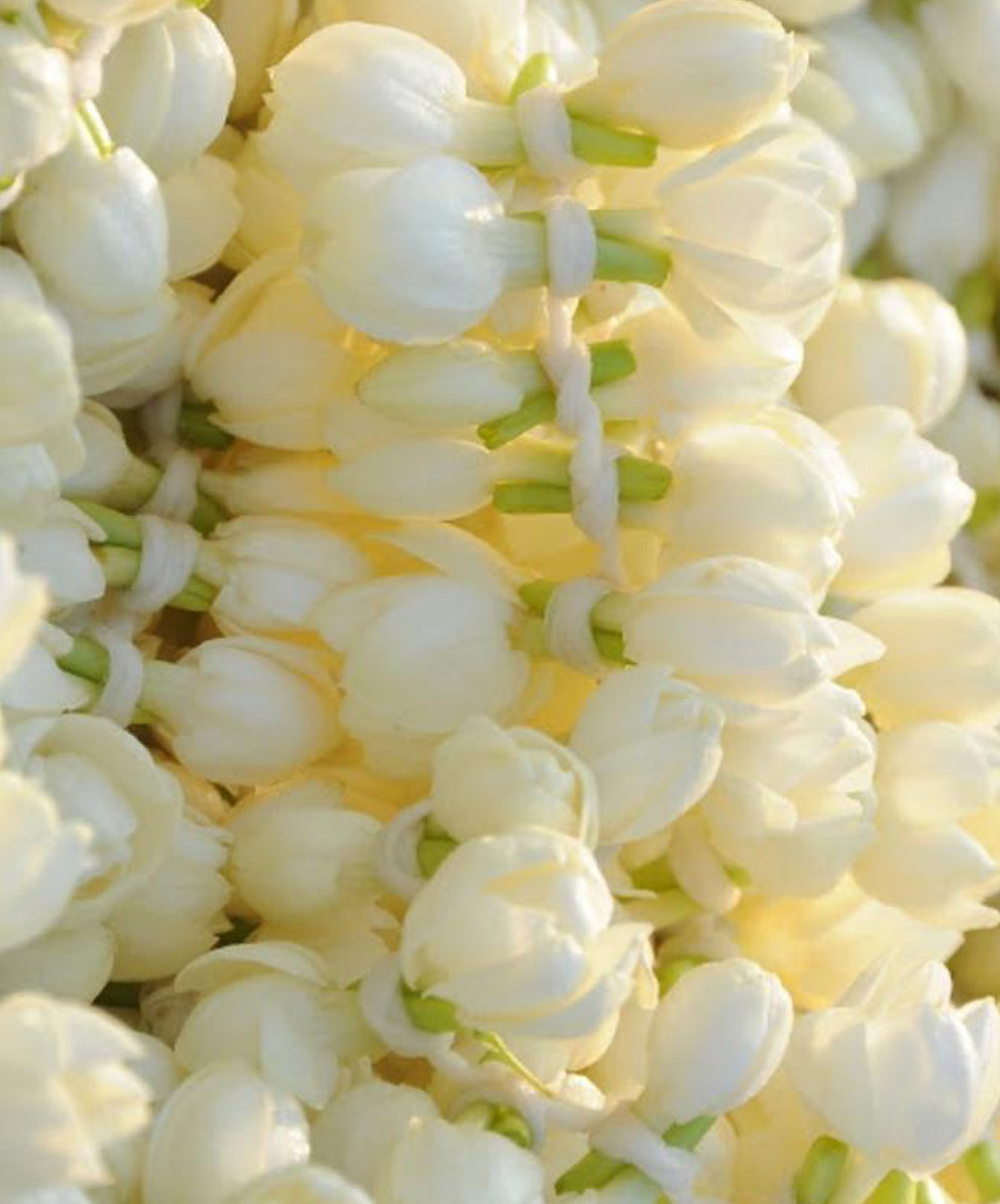 Home - Madurai Malli Fragrances